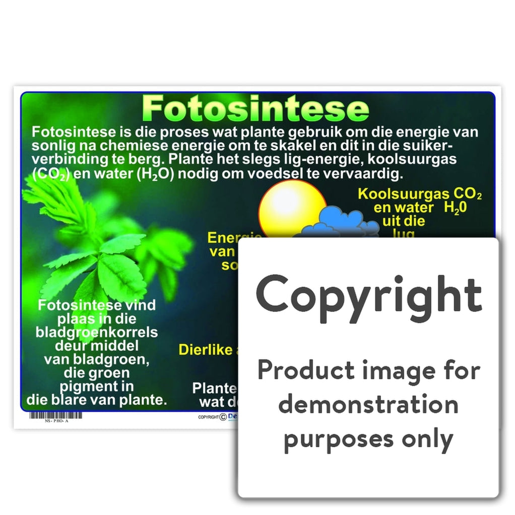 Fotosintese — Depicta