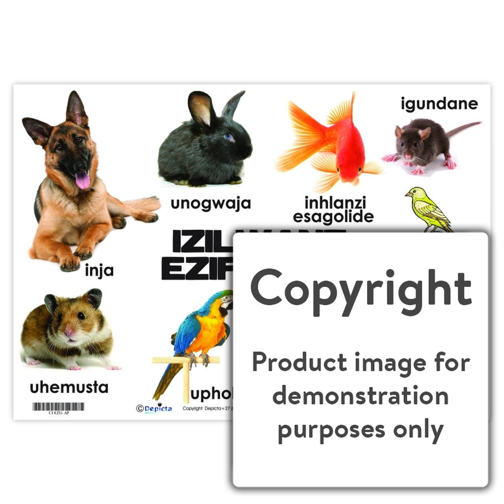 Izilwane Esifuyiwe (Animals as Pets - isiZulu) — Depicta
