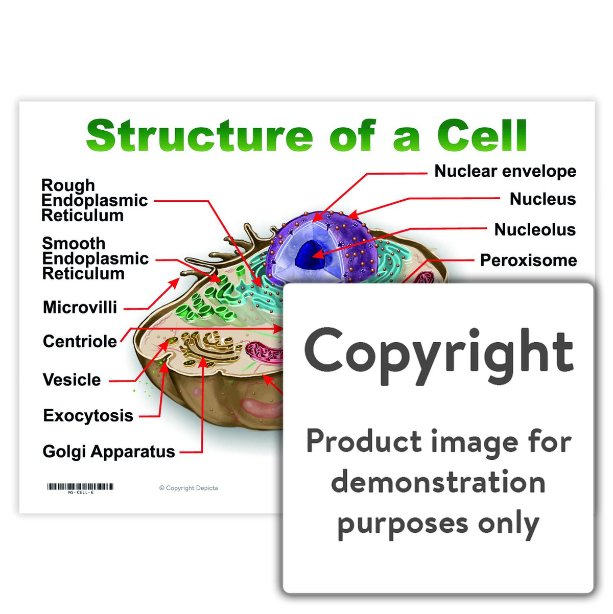 Structure of a Cell — Depicta