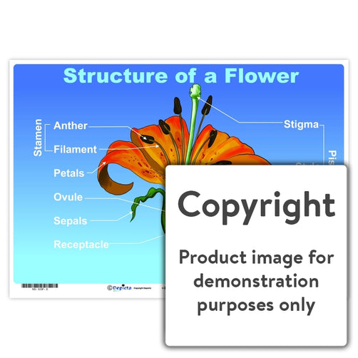Structure of a Flower — Depicta