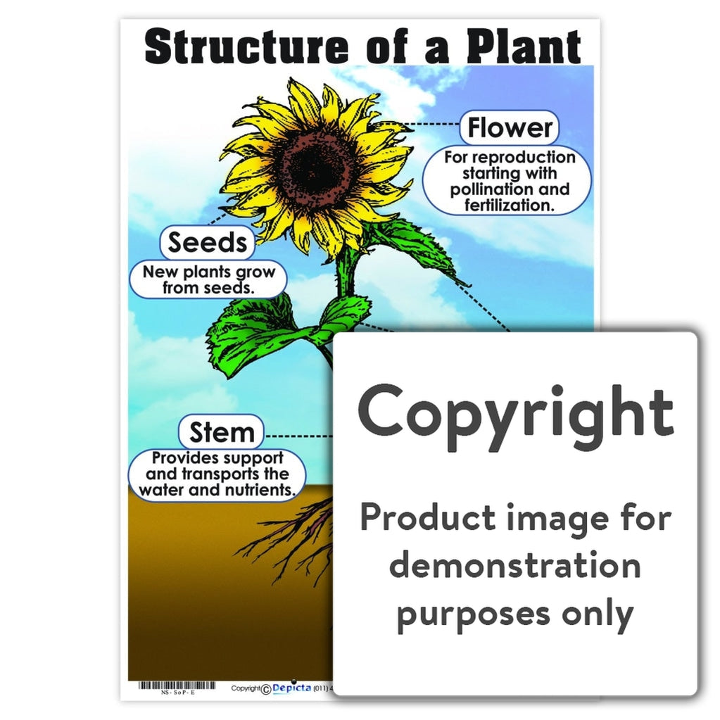 Sunflower Parts And Functions