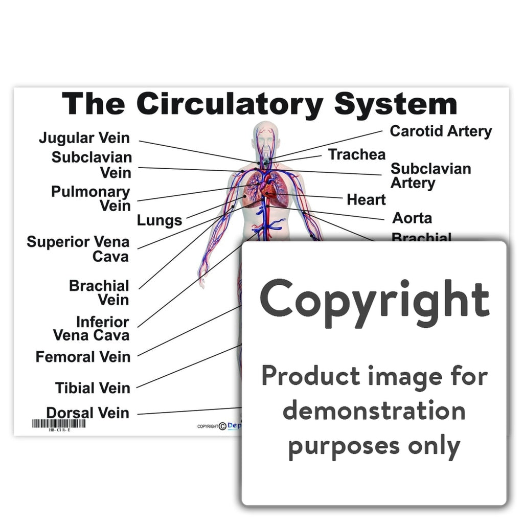 Human Circulatory System Diagram Labeled