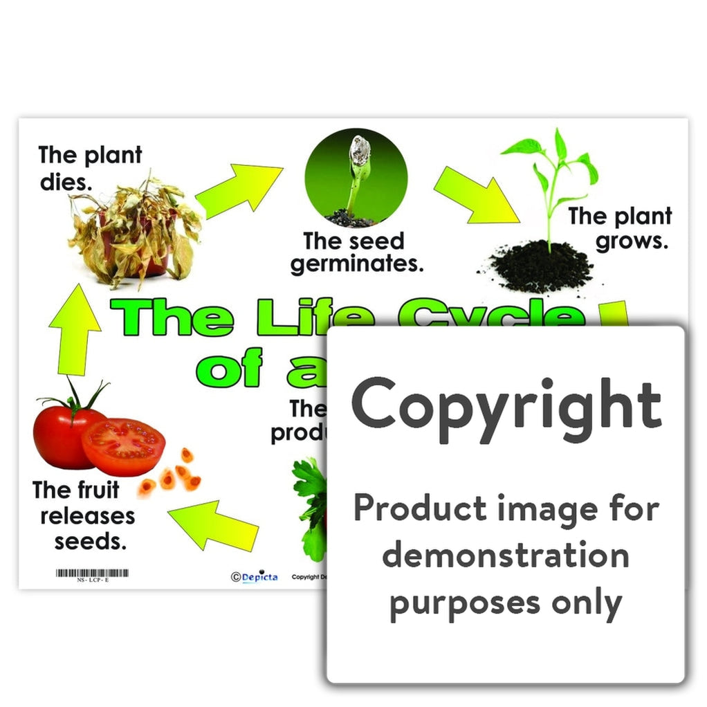 The Life Cycle of a Plant — Depicta
