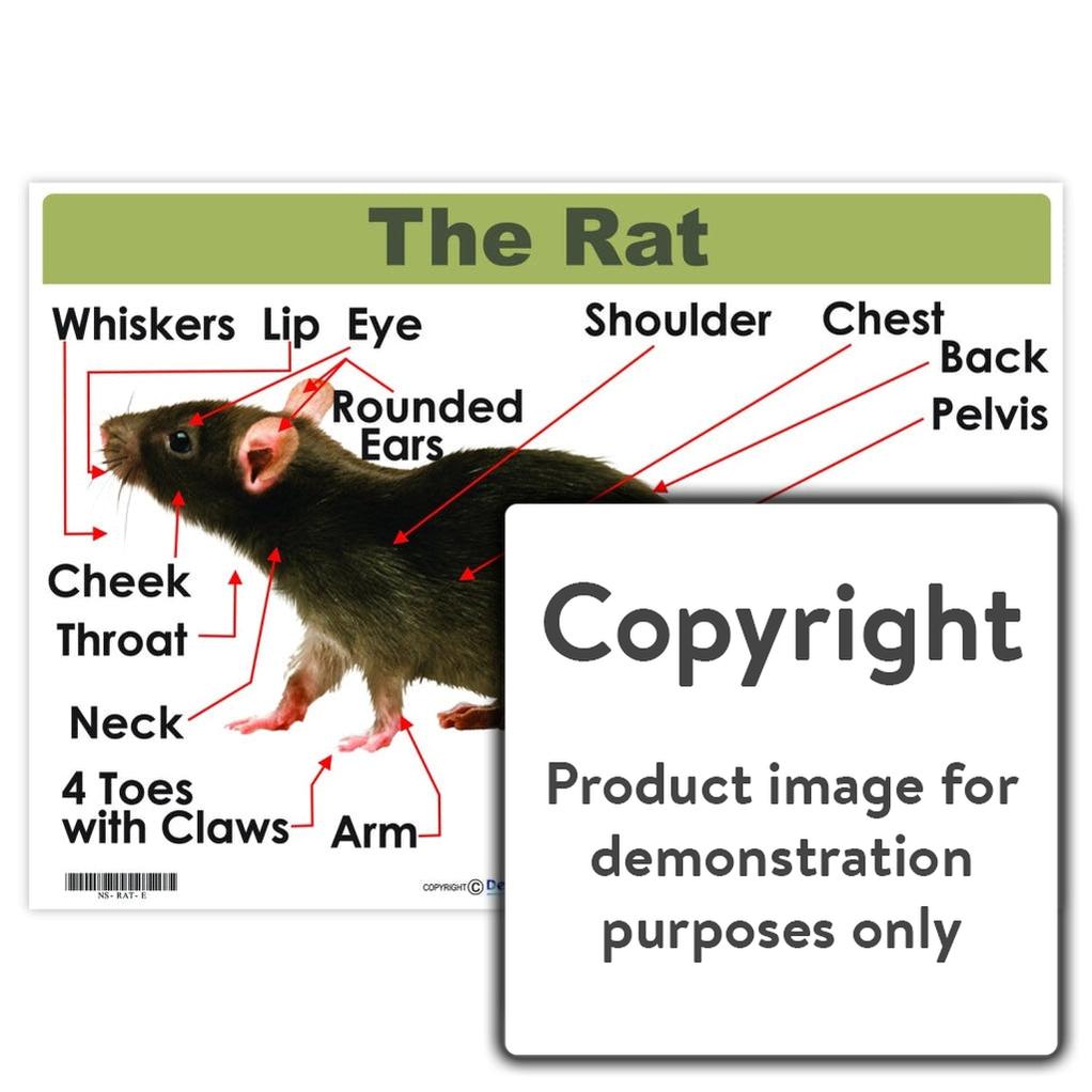 The Rat — Depicta