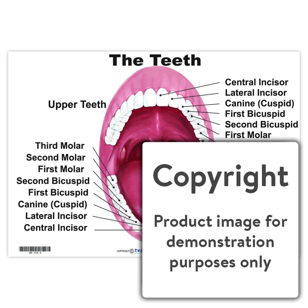 The Teeth — Depicta