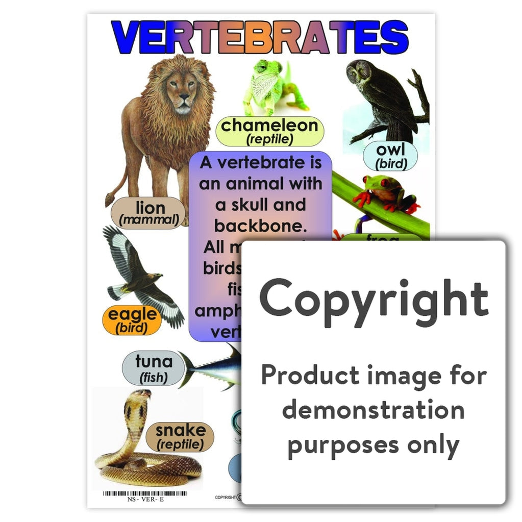 Vertebrates Chart Animal Kingdom Vertebrates Flow Chart Activity